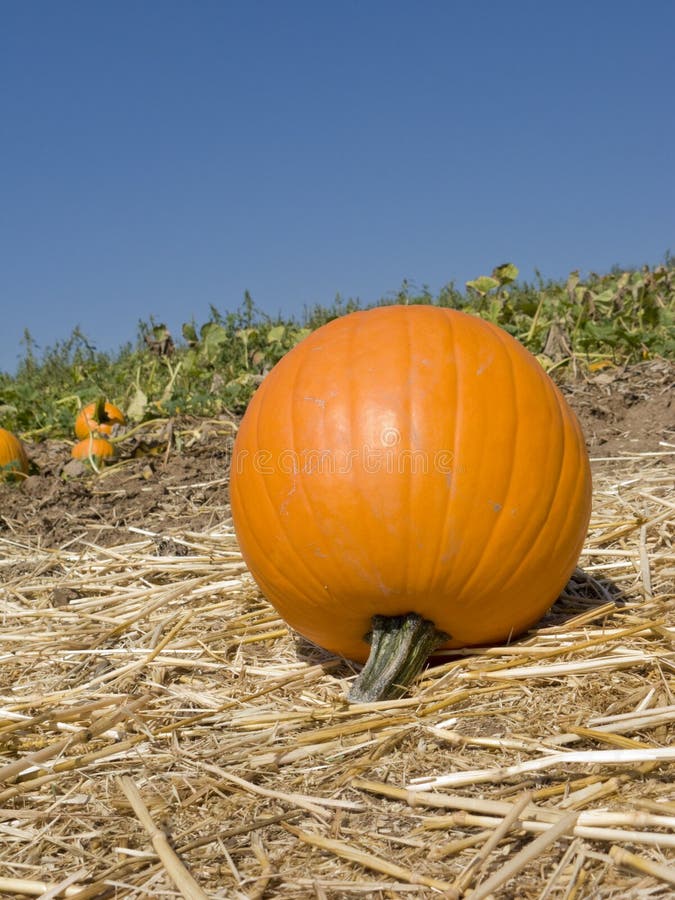 Pumpkin Prime Time stock photo. Image of october, harvest - 16688586