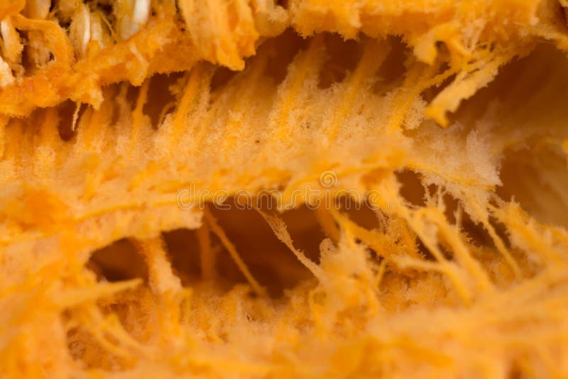 Pumpkin Pulp in a Cut Closeup Stock Photo - Image of vegetable, nature ...