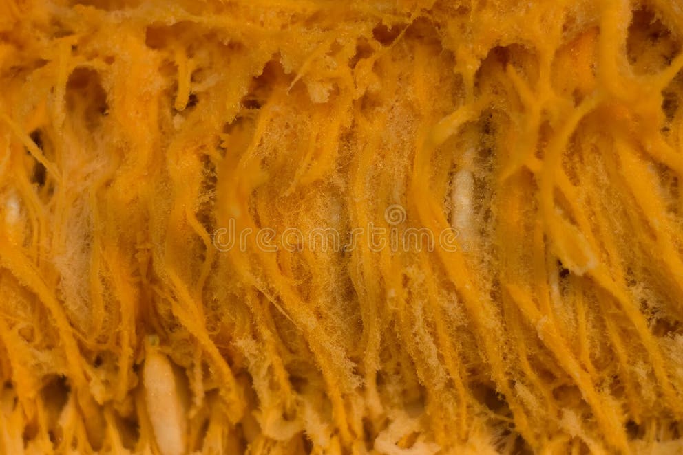 Pumpkin Pulp in a Cut the Macro Stock Photo - Image of agriculture ...