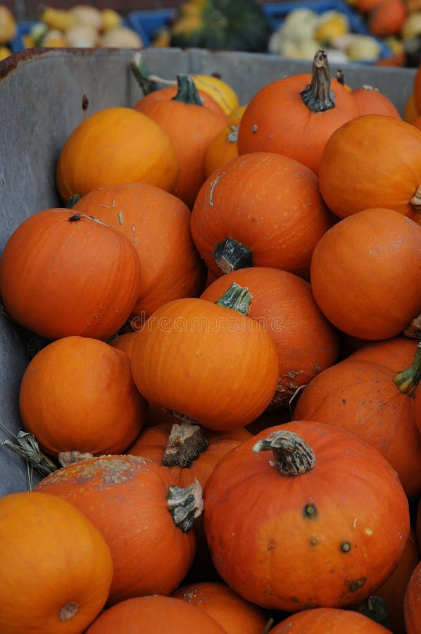 Pumpkin stock image. Image of fruit, flower, gourd, squash - 36649397