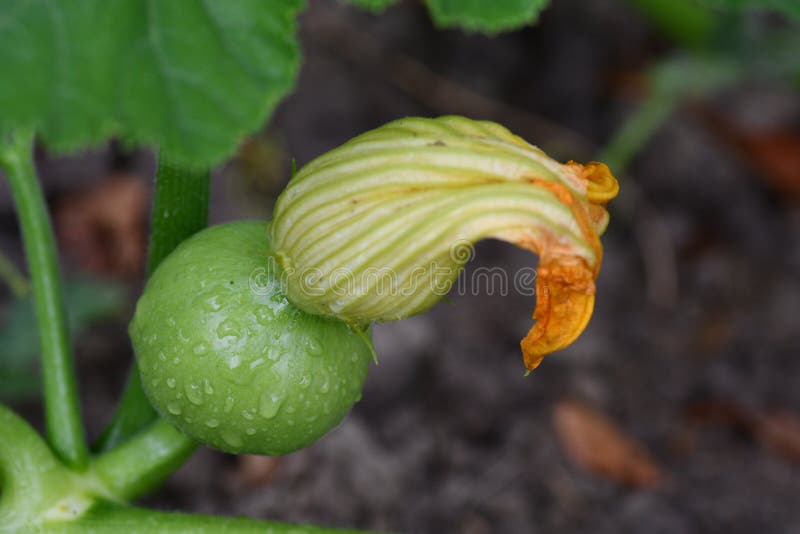 Pumpkin and rain drops stock photo. Image of plate, fruits - 120022920