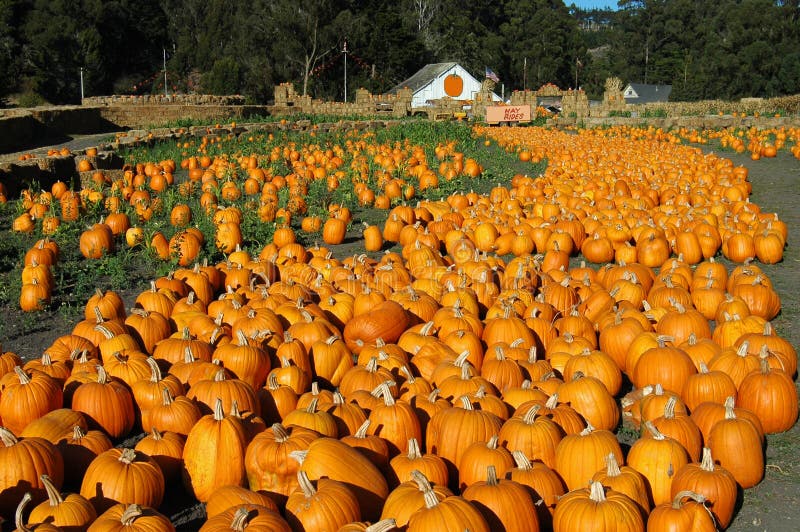 Pumpkin River stock photo. Image of house, halloween, botanical - 274056