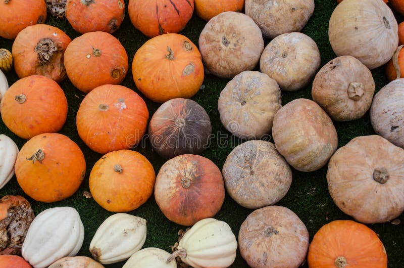 Pumpkin rot stock photo. Image of decoration, orange - 92888494