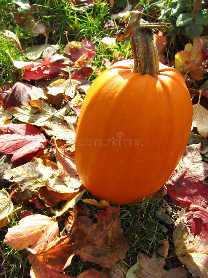 Pumpkin in Fall Day. Close-up. Stock Image - Image of celebration ...