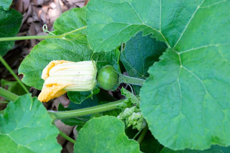 Pumpkins Little Fruit is Developing Stock Photo - Image of autumn ...