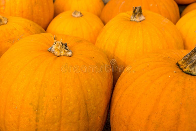 Pumpkin Season stock image. Image of fall, close, autumn - 144040489