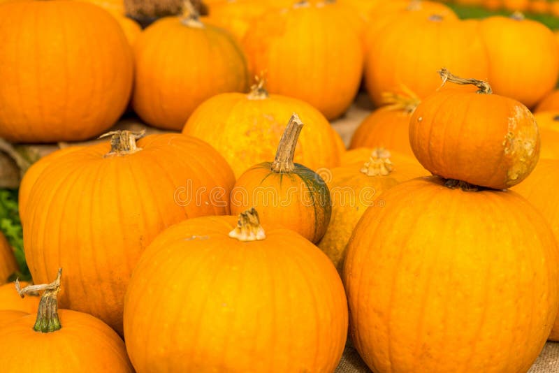 Pumpkin Season stock image. Image of food, garden, closeup - 144041641