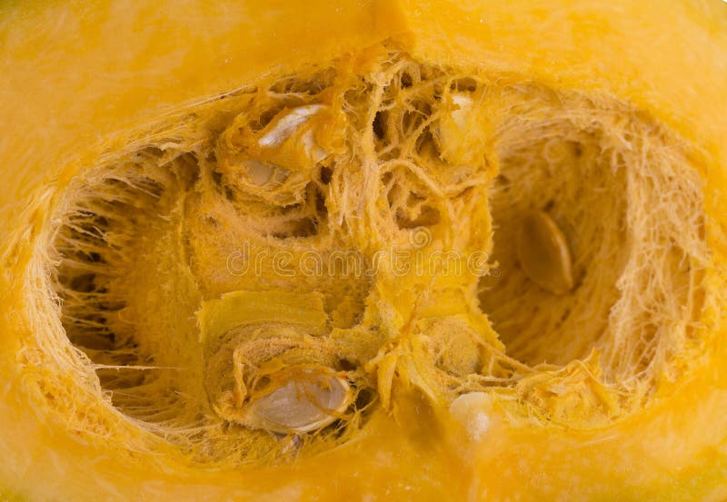 Pumpkin Seed Cavity stock image. Image of orange, fibrous - 93599495