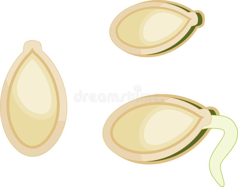 Pumpkin Seedling Stock Illustrations – 363 Pumpkin Seedling Stock ...