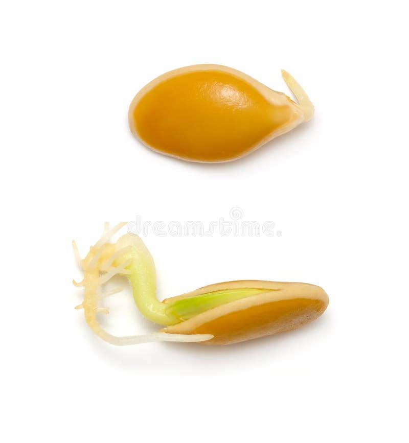 Pumpkin seed sprout stock photo. Image of pumpkin, organic - 214561386