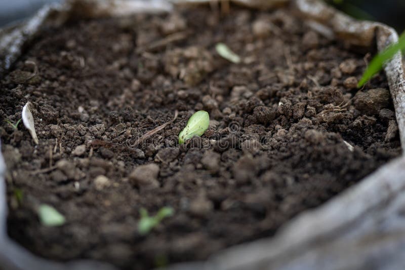 Pumpkin Seedling Sprouting from Rich Black Soil Stock Photo - Image of ...