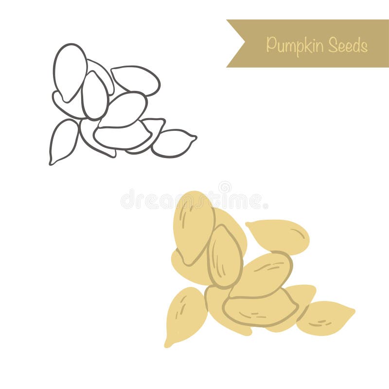 Pumpkin seeds stock illustration. Illustration of graphic - 84718611