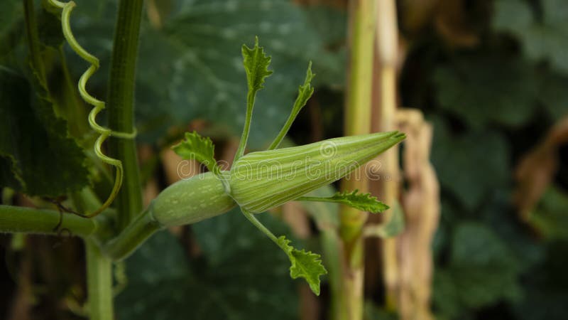 Pumpkin Shoots, with Pointed Tips Stock Photo - Image of butternut ...
