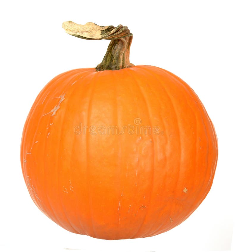 Single pumpkin stock image. Image of vegetable, nutrition - 41281275