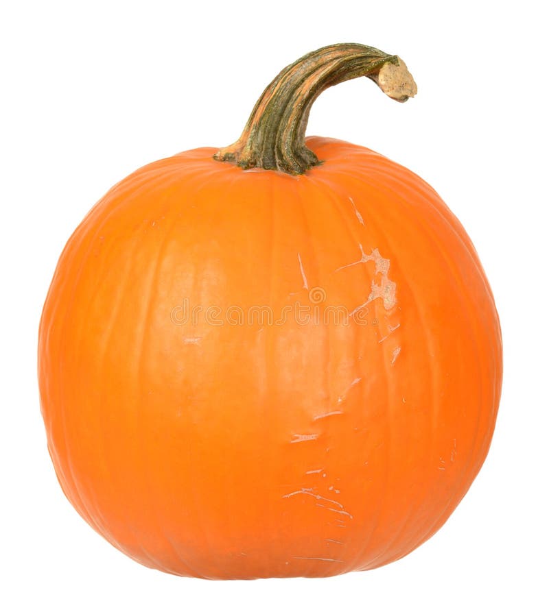 Single pumpkin stock image. Image of halloween, still - 31061971