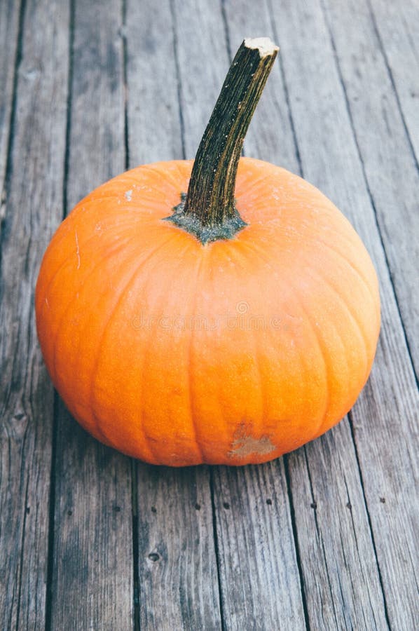 Pumpkin stock image. Image of pumpkin, single, stem, outdoors - 59482379