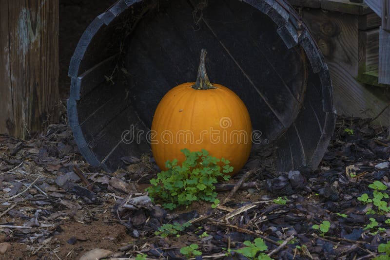 Pumpkin Sits in a Tipped Over Whiskey Barrel Stock Photo - Image of ...