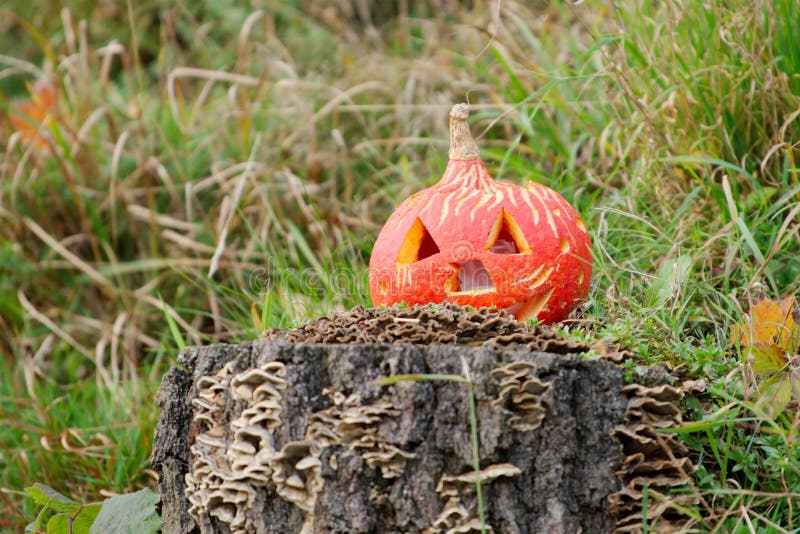 Pumpkin Sitting on a Stump in the Grass Stock Image - Image of horror ...