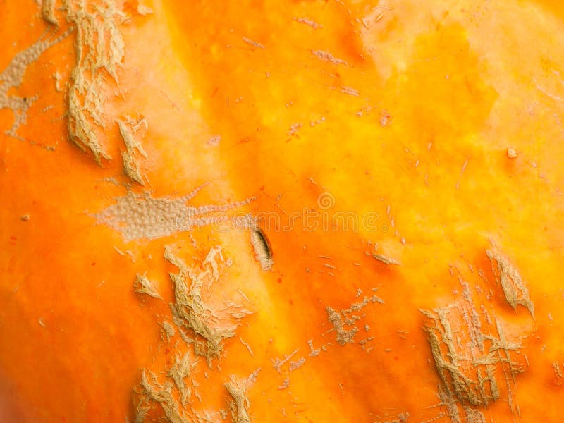 Pumpkin skin texture stock image. Image of autumn, fall - 27201847