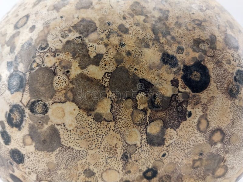 Pumpkin Skin Texture, with Irregular Circular Patterns, for Multiple ...