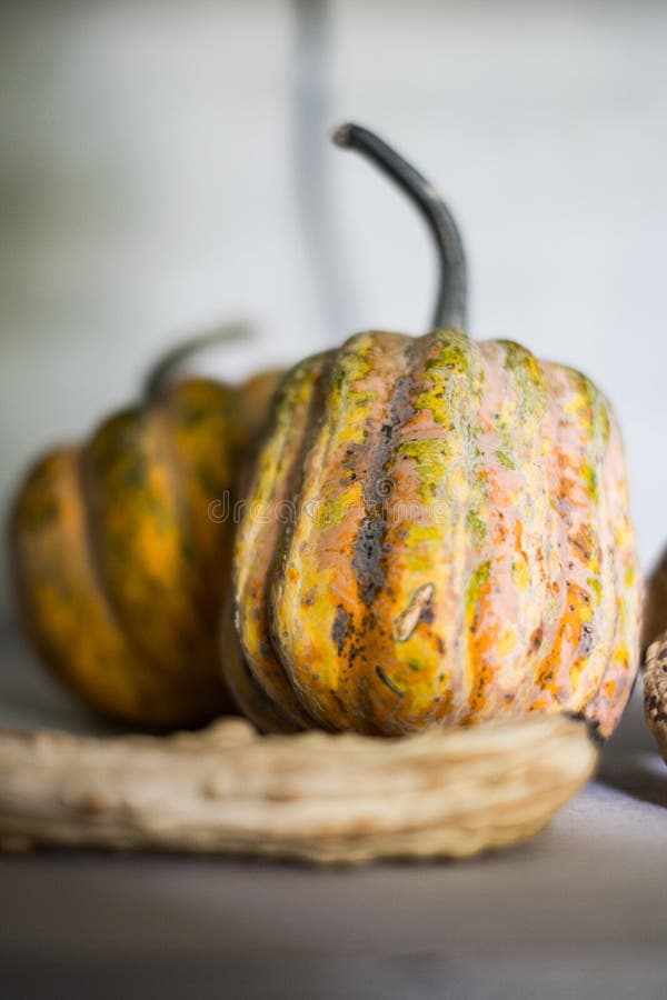 Pumpkin stock image. Image of nature, pumpkin, vegetable - 57181145