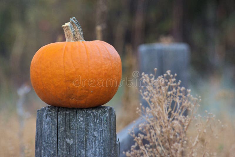 Pumpkin on a Split Rail Fence Post Stock Photo - Image of orange, field ...