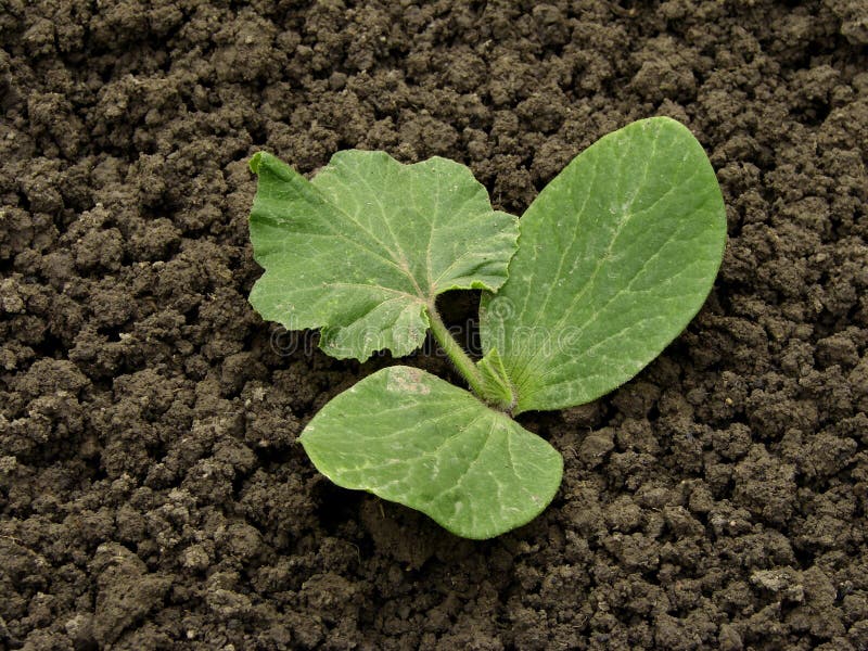 Pumpkin sprout stock image. Image of cultivate, agriculture - 14473261