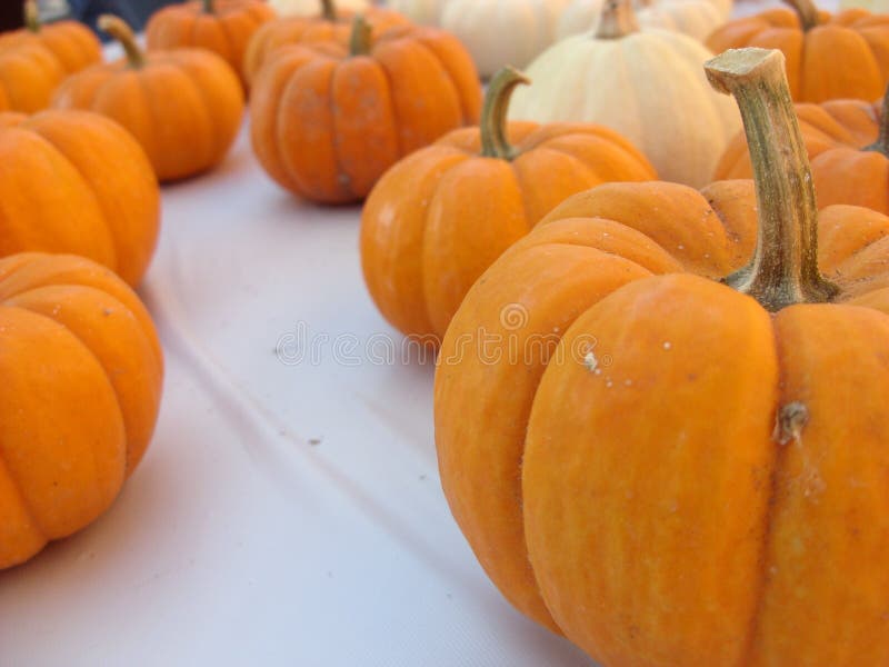 Pumpkin Squash stock image. Image of fall, halloween - 12307109