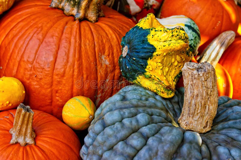 Pumpkin and squash stock image. Image of pumpkin, country - 22257185