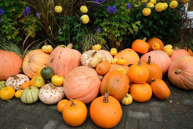 Pumpkin and squash stock image. Image of season, festive - 27751957