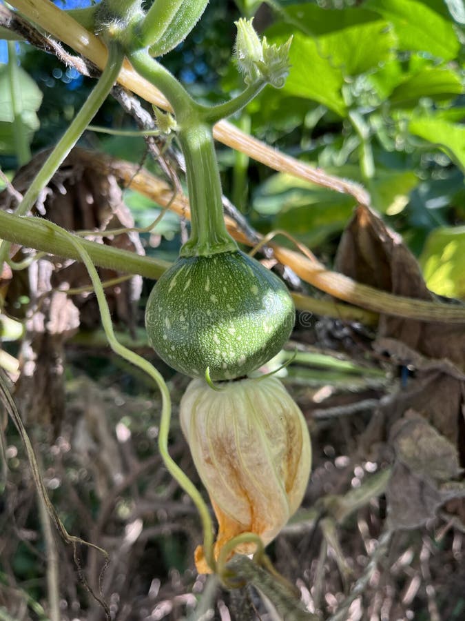 Pumpkin squash stock photo. Image of vegetable, garden - 256931976