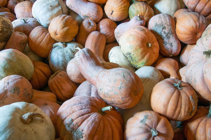 Pumpkin stack stock image. Image of vegetable, sweet - 63297471