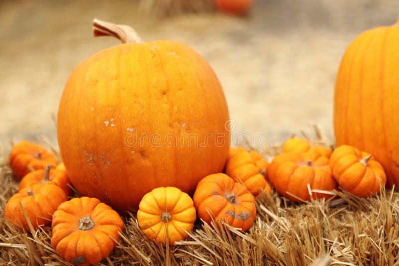 Pumpkin Stalk in Pumpkin Patch Stock Image - Image of fall, seed: 68170477