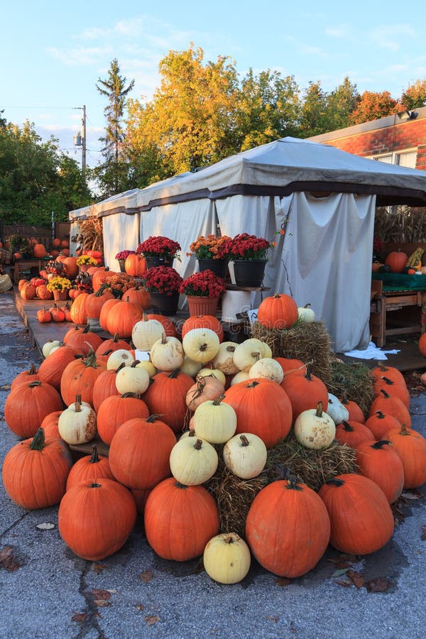 Pumpkin Stand stock image. Image of ottawa, harvest, golden - 45278043