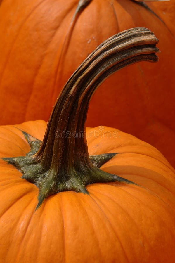 Pumpkin Stem stock photo. Image of pumpkins, halloween - 1531034