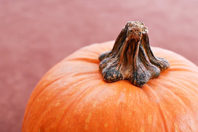 Pumpkin Stem stock photo. Image of orange, hollows, october - 21541446