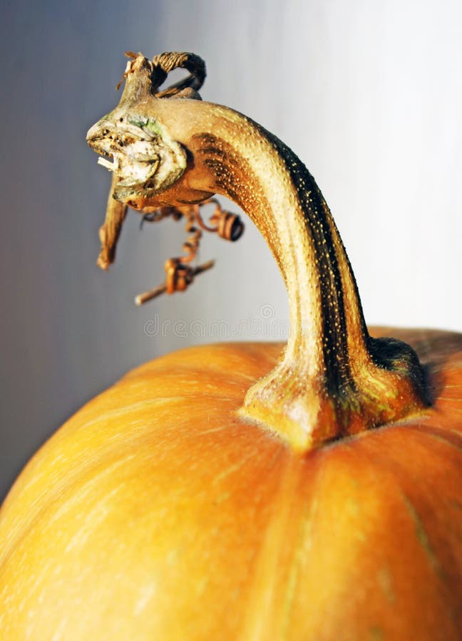 Pumpkin stem stock image. Image of gourd, autumn, healthy - 34227175