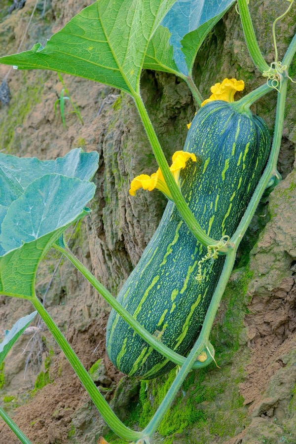 Pumpkin on stem stock image. Image of growing, vegetable - 194091687