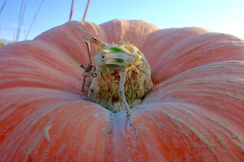 Pumpkin Stem Closeup stock photo. Image of stem, giant - 71103968