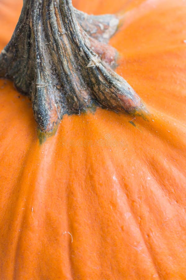 Pumpkin Stem stock image. Image of autumn, orange, fall - 62984183