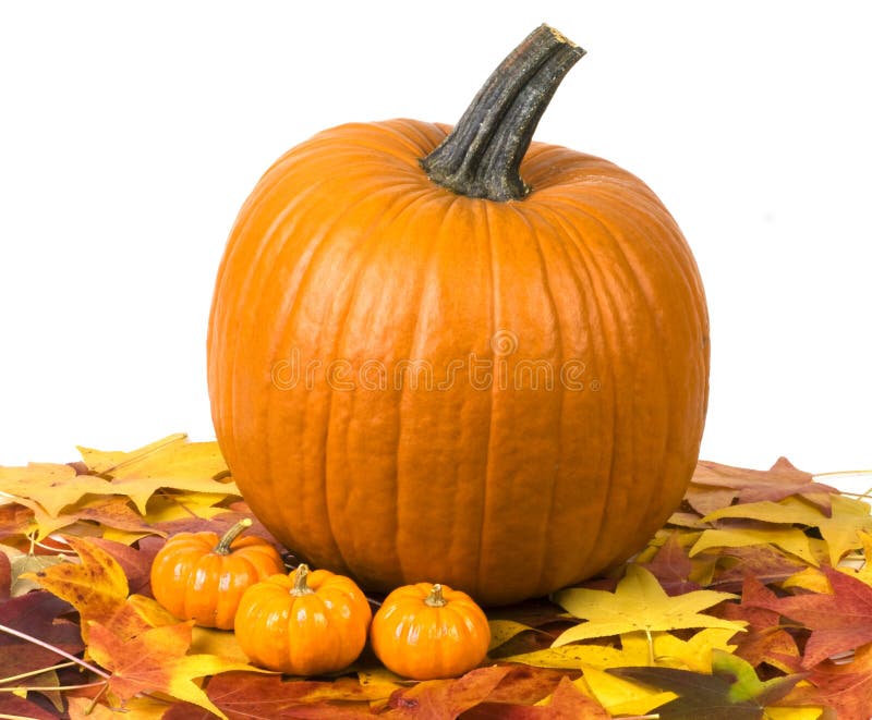 Pumpkin Still Life stock image. Image of pumpkin, orange - 7013321