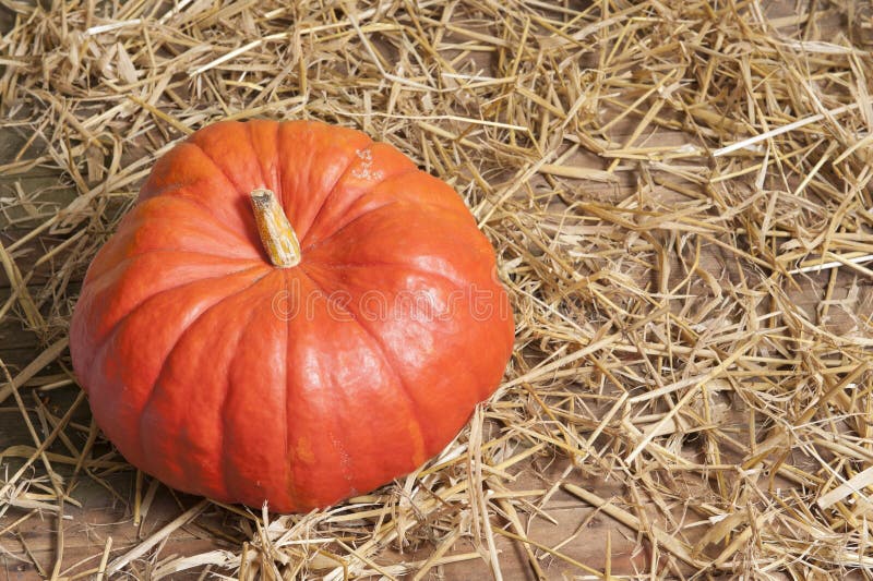 Pumpkin on straw stock image. Image of straw, ingredient - 26597939