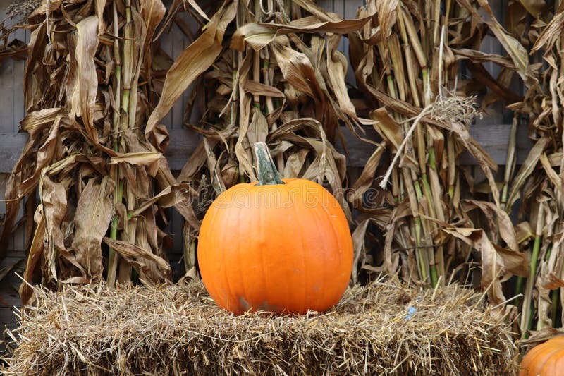 Pumpkin on a Straw Bale with Corn Stalks in the Background Stock Photo ...