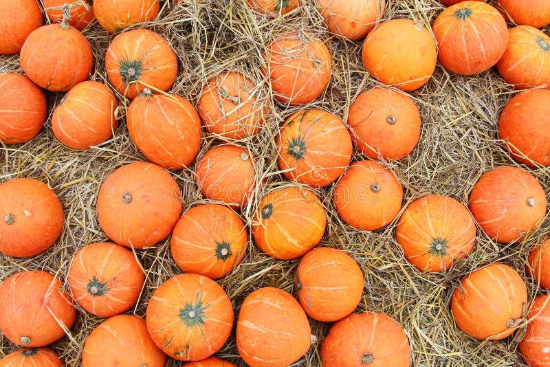 Pumpkin on straw stock image. Image of orange, healthy - 36267703