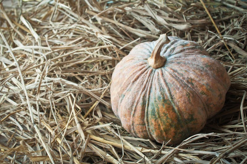 Pumpkin on straw closeup stock image. Image of seasonal - 36588589