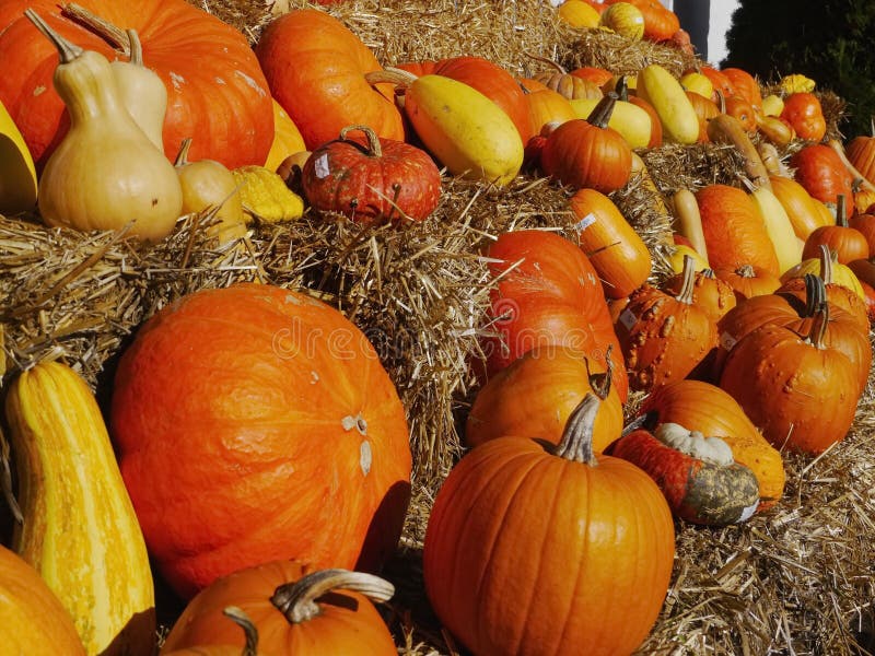 Pumpkin straw stock photo. Image of background, ripe - 45088860