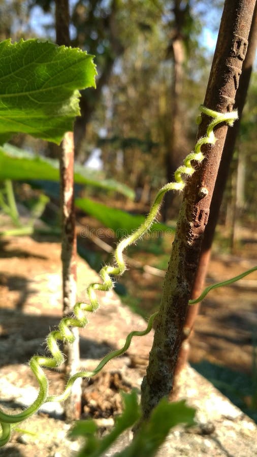 Pumpkin Tendrils in the Back Yard Stock Image - Image of branch ...
