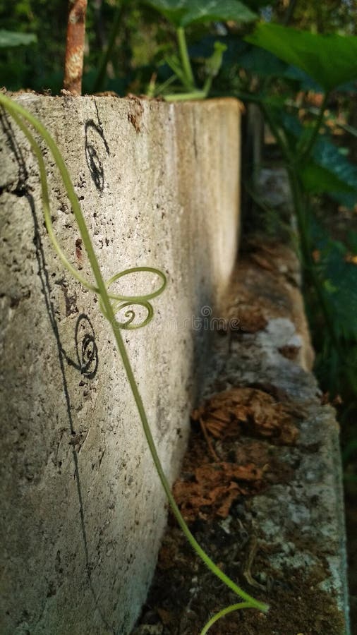Pumpkin Tendrils in the Garden Stock Image - Image of green, insect ...