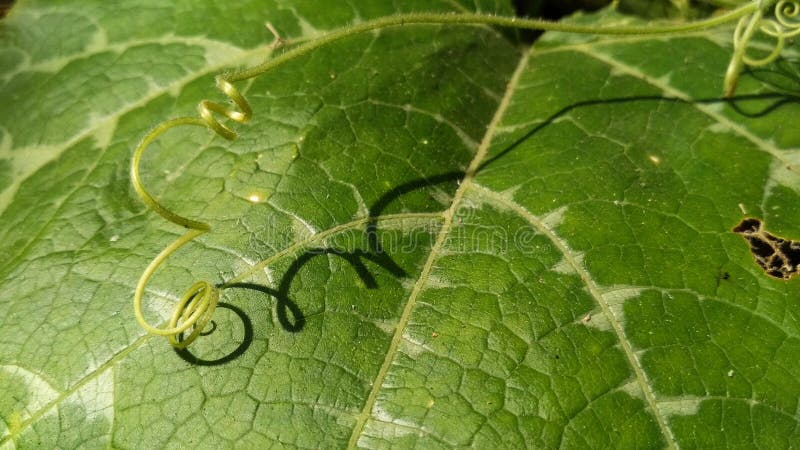 Pumpkin Tendrils in the Morning Stock Image - Image of nature, flower ...