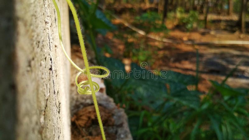 Pumpkin Tendrils in the Morning Stock Image - Image of branch, insect ...
